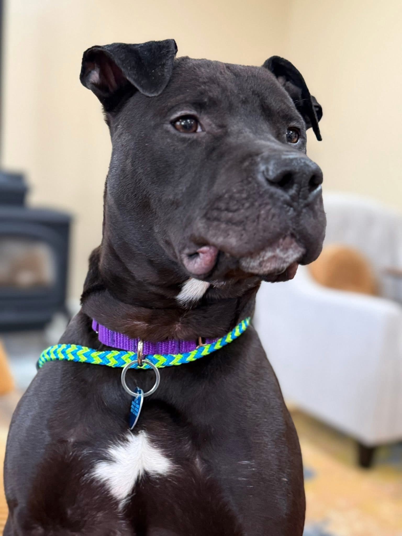 Pet Adoption Stories – Flint. Daily.